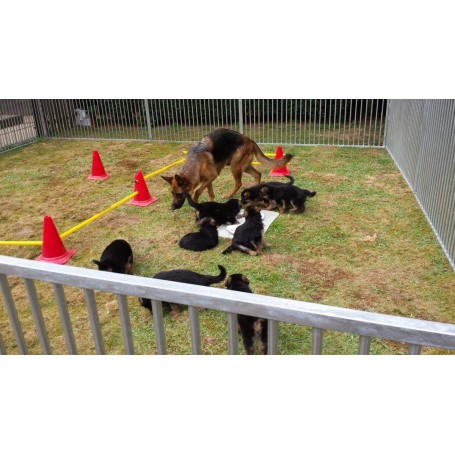 Parque Cachorros en Barrotes Con doble puerta / Boxes para Cachorros ...