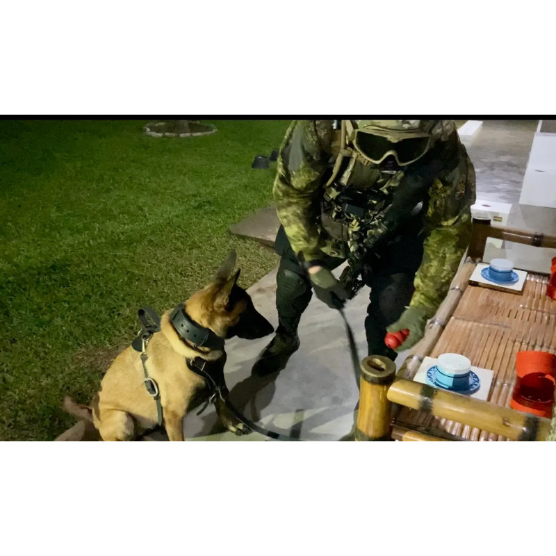 Sokks® Tubo de Aromas Detección de Drogas y Monedas de Perros ...